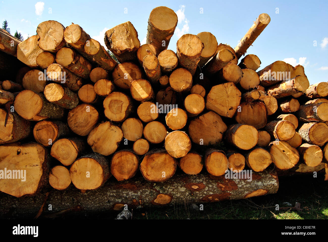 Large pile of cut wooden logs in pine forest for renewable energy. In ...
