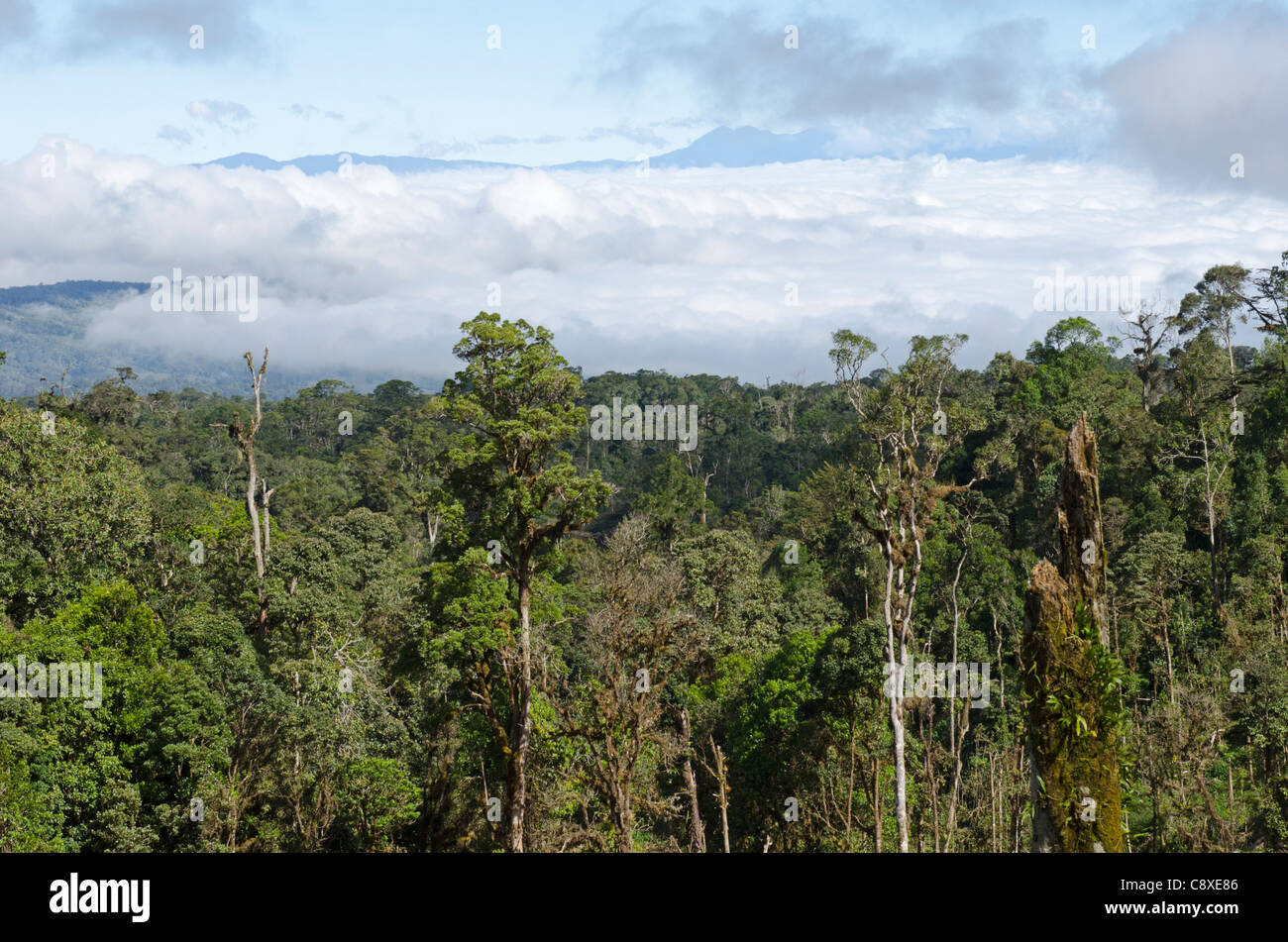 Rainforest forest tree trees papua new guinea hi-res stock photography ...