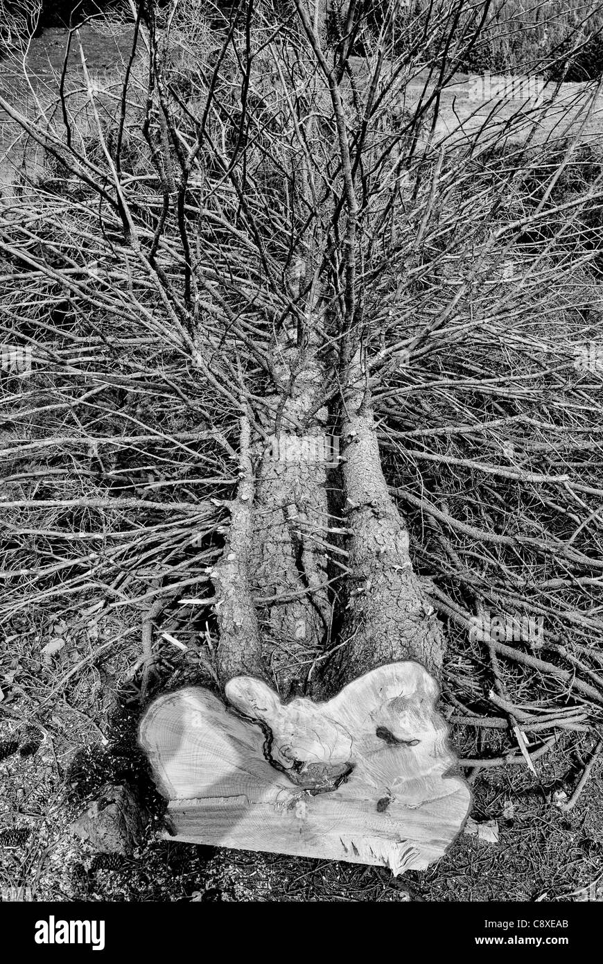 Wood harvesting in forest Black and White Stock Photos & Images - Alamy