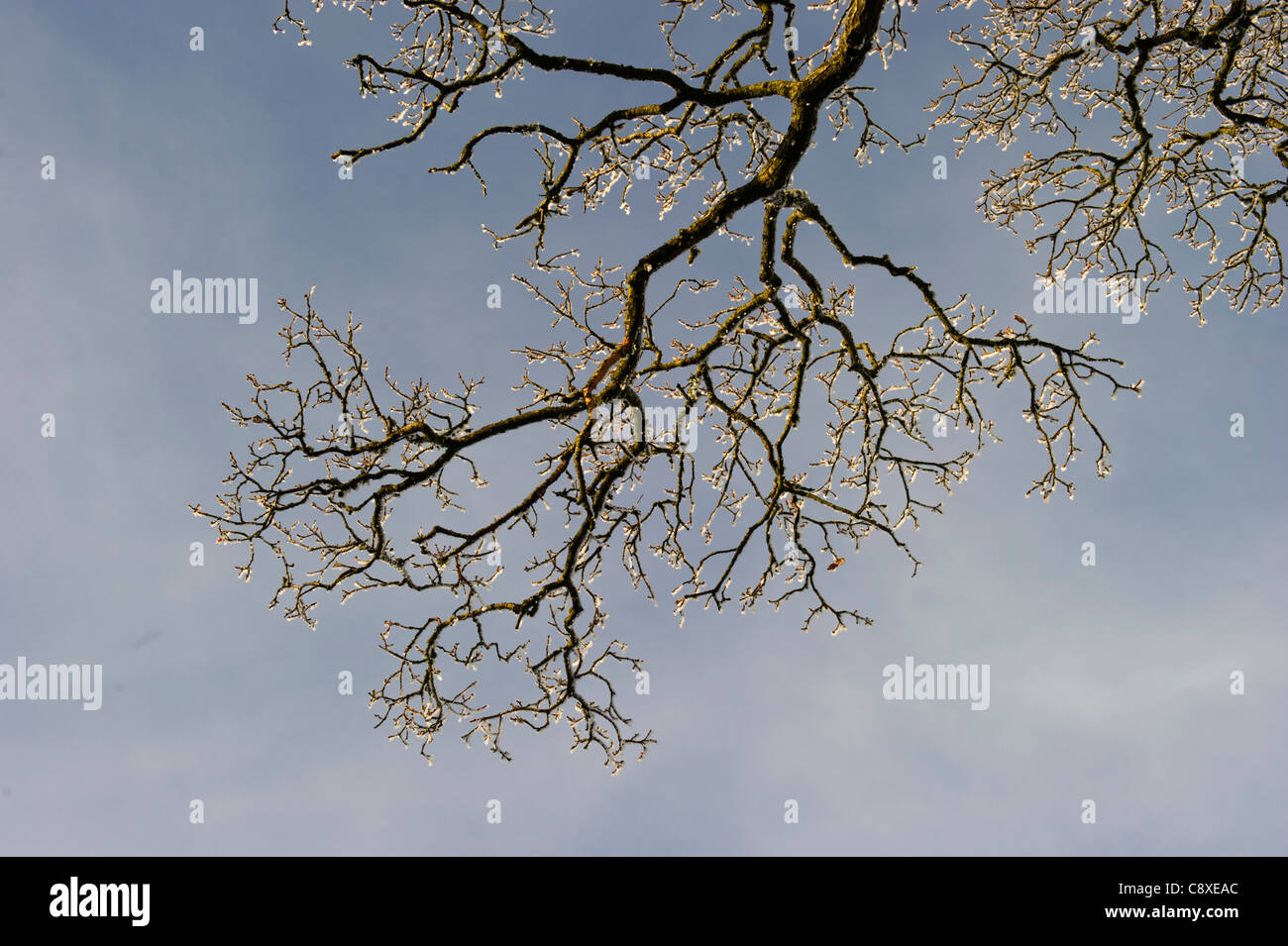 Frost oak tree hi-res stock photography and images - Alamy