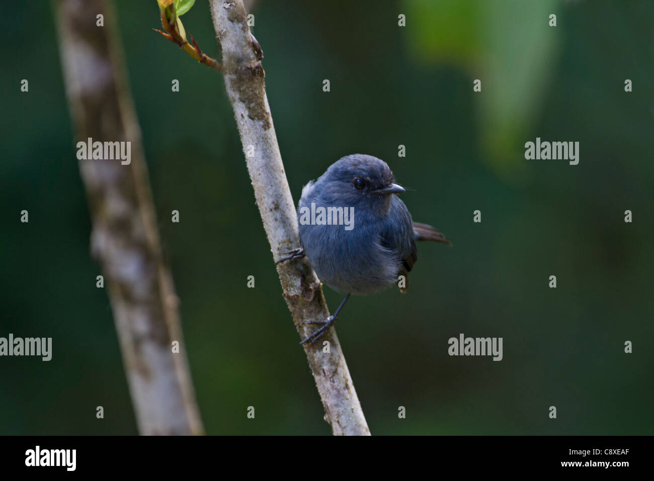 Blue grey robin slaty robin tari papua new guinea new guinea hi-res ...