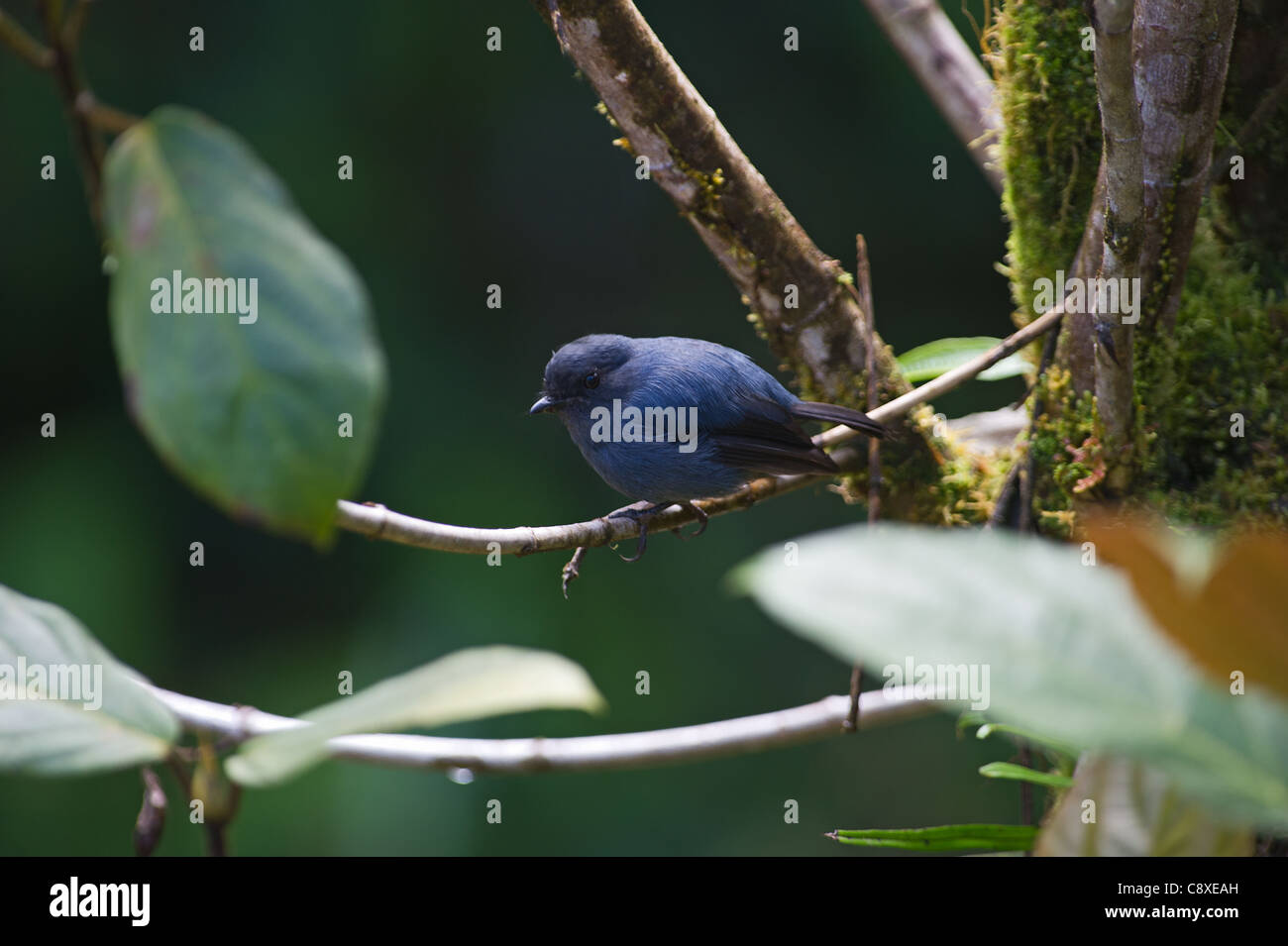 Slaty robin hi-res stock photography and images - Alamy