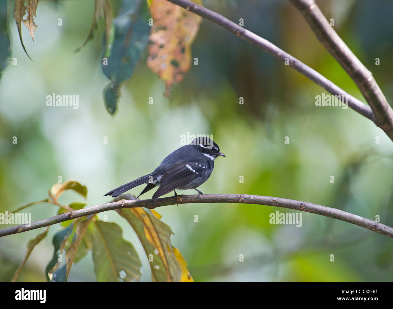 Friendly Fantail Rhipidura albolimbata Tari Southern Highlands Papua ...