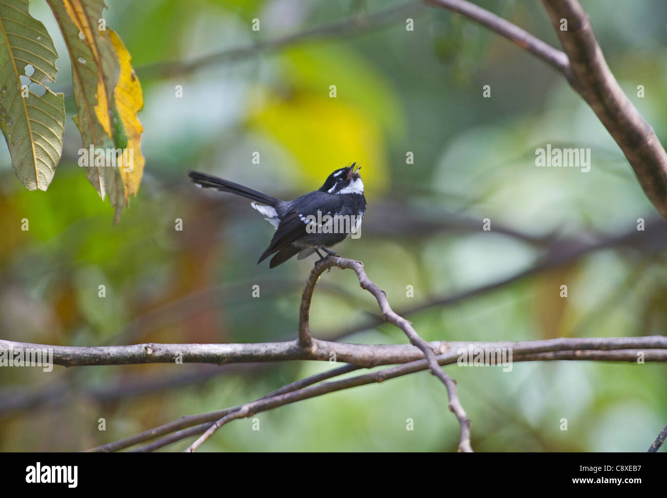 Friendly Fantail Rhipidura albolimbata Tari Southern Highlands Papua ...