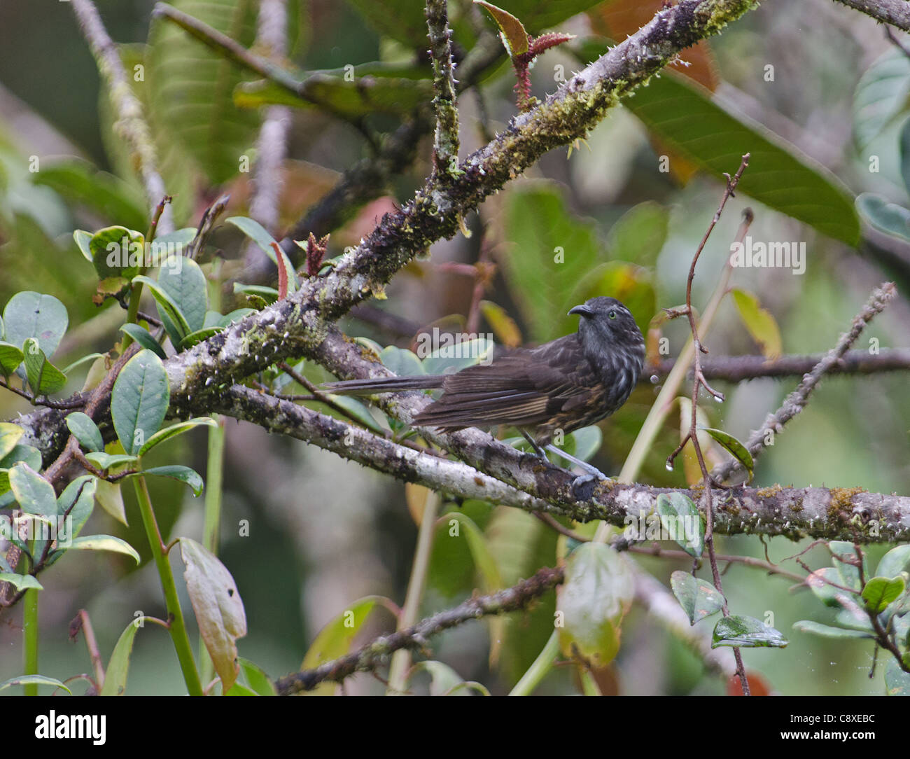 Grey-streaked Honeyeater Ptiloprora perstriata Tari Papua New Guinea ...