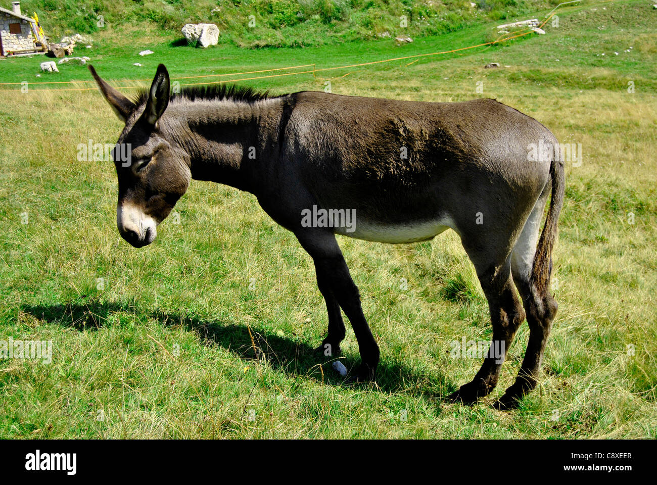 Donkey field sky day hi-res stock photography and images - Alamy