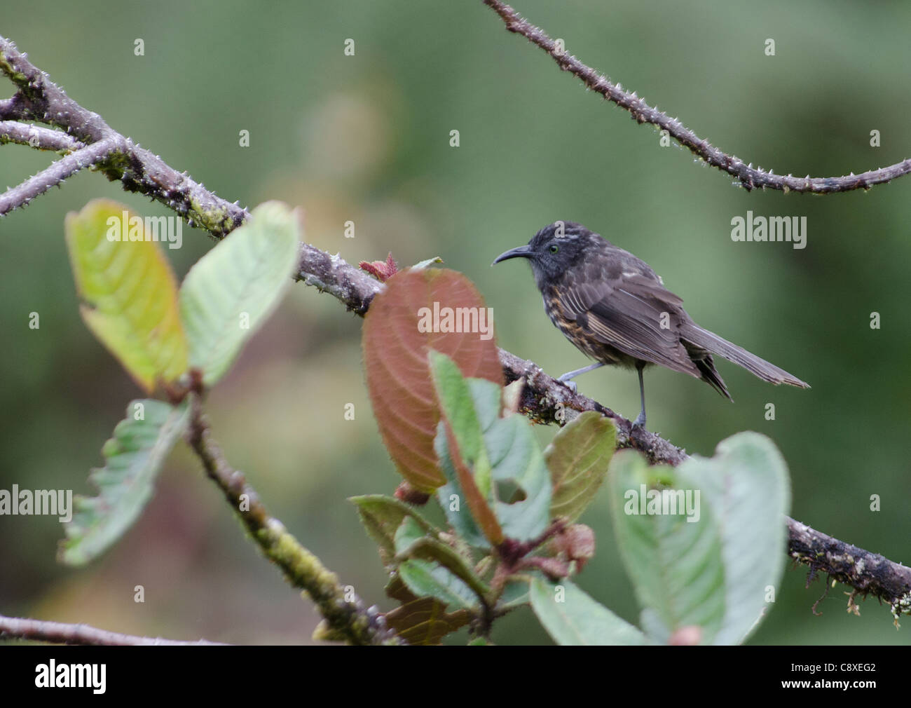 Grey Streaked High Resolution Stock Photography and Images - Alamy