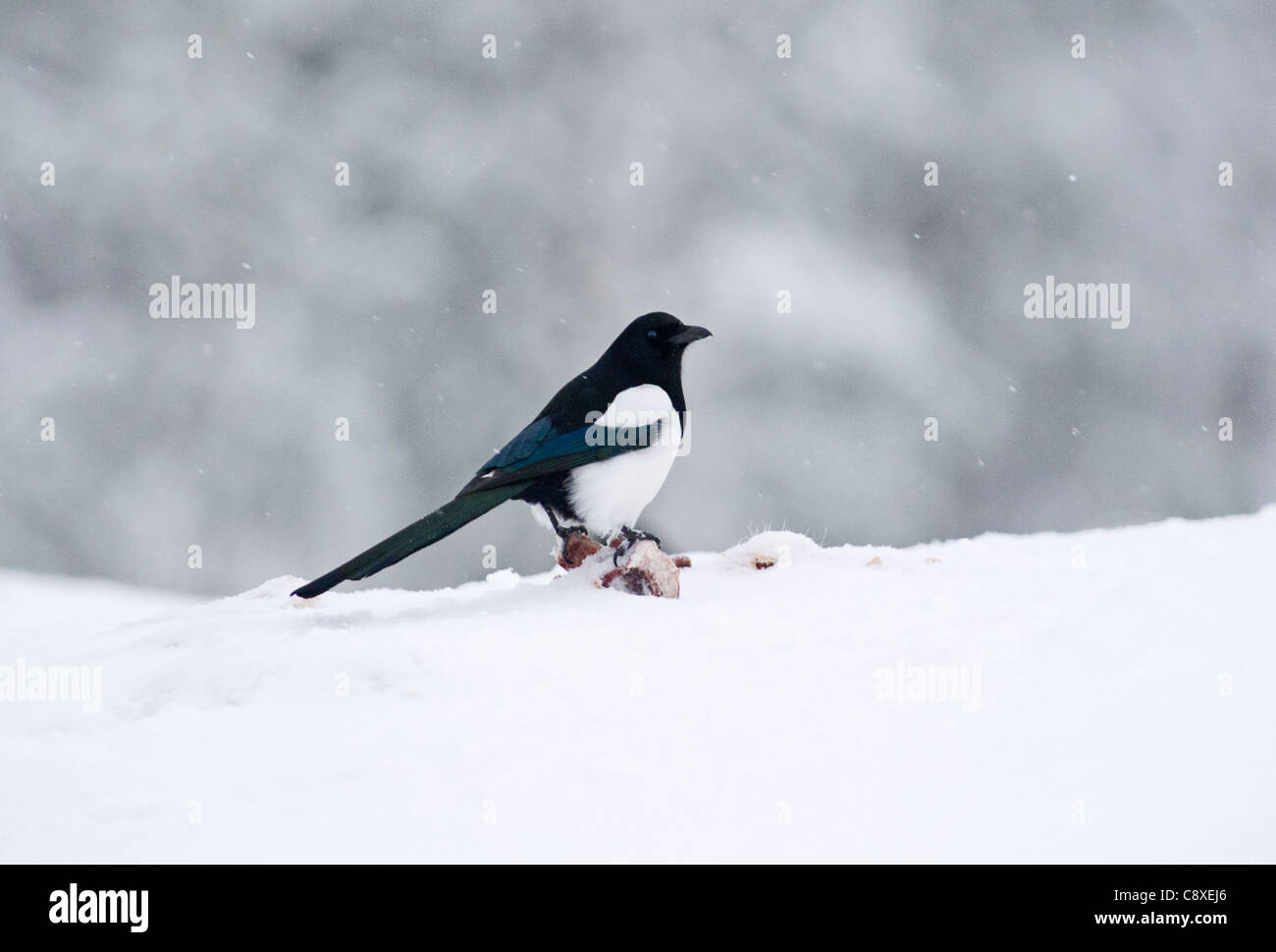 Magpie Pica pica winter Finland Stock Photo - Alamy