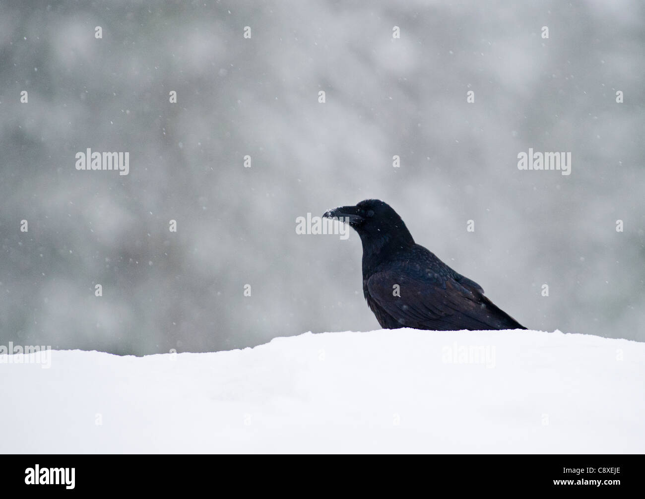 Raven snow hi-res stock photography and images - Alamy