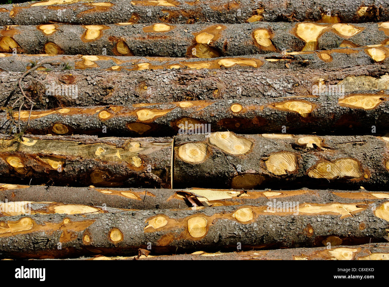 Large pile of cut wooden logs in pine forest for renewable energy. In ...