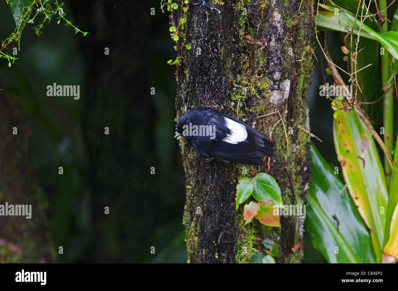 White-winged Robin Peneothello sigillatus hagenensis male near Mt Hagen ...