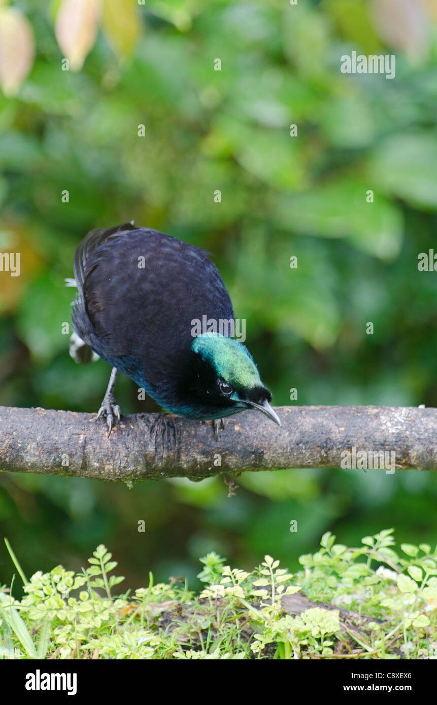 Ribbon tail bird of paradise hi-res stock photography and images - Alamy