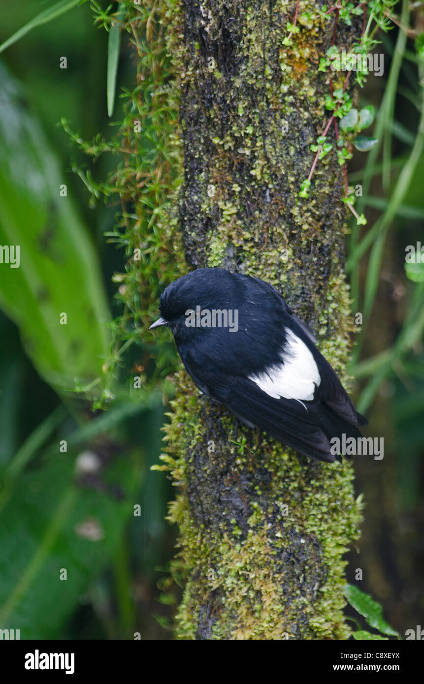White-winged Robin Peneothello sigillatus hagenensis male near Mt Hagen ...