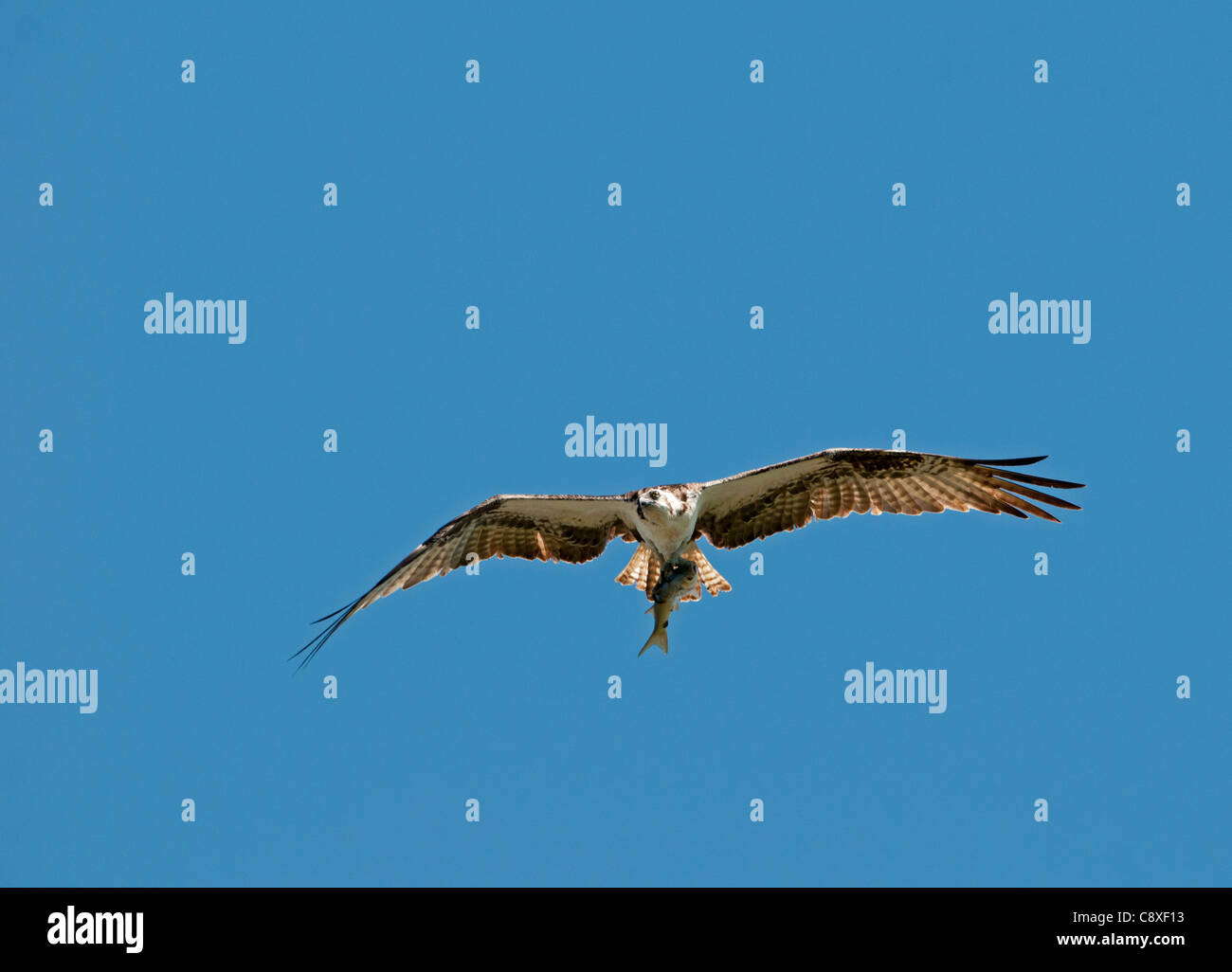 Osprey carrying fish hi-res stock photography and images - Alamy