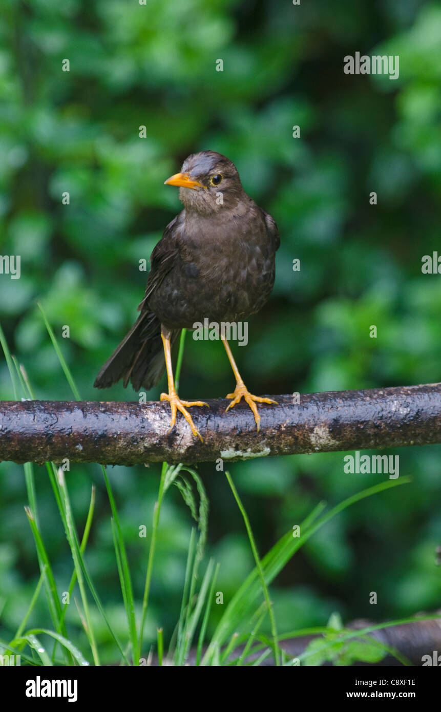 Papua new guinea new guinea island thrush thrush turdus poliocephalus ...