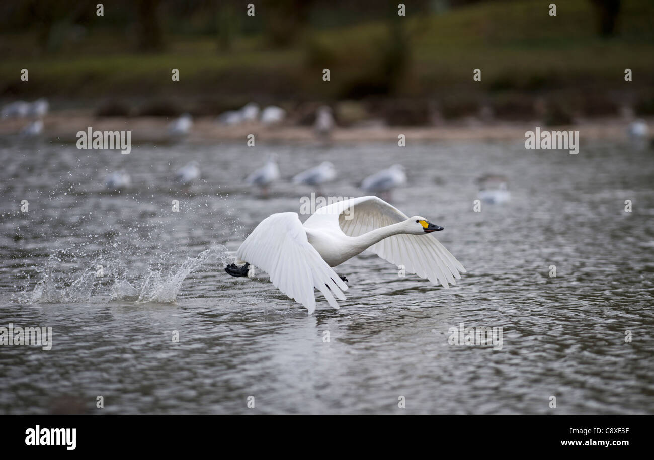 Bewick's Swan Cygnus columbianus Slimbridge Glos winter Stock Photo - Alamy