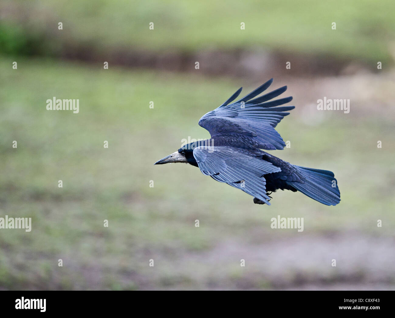 Rook bird hi-res stock photography and images - Alamy