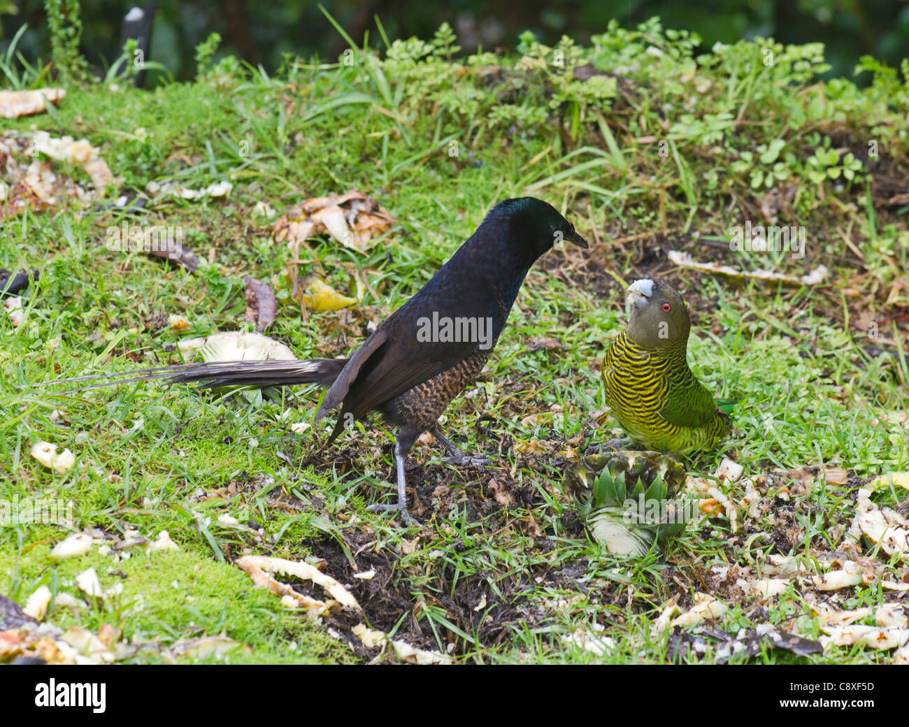 Ribbon tailed astrapia hi-res stock photography and images - Alamy