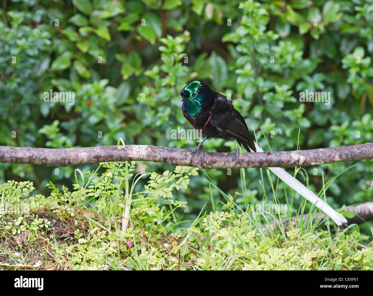 Ribbon-tailed Astrapia Astrapia mayeri male Kumul Lodge Western ...
