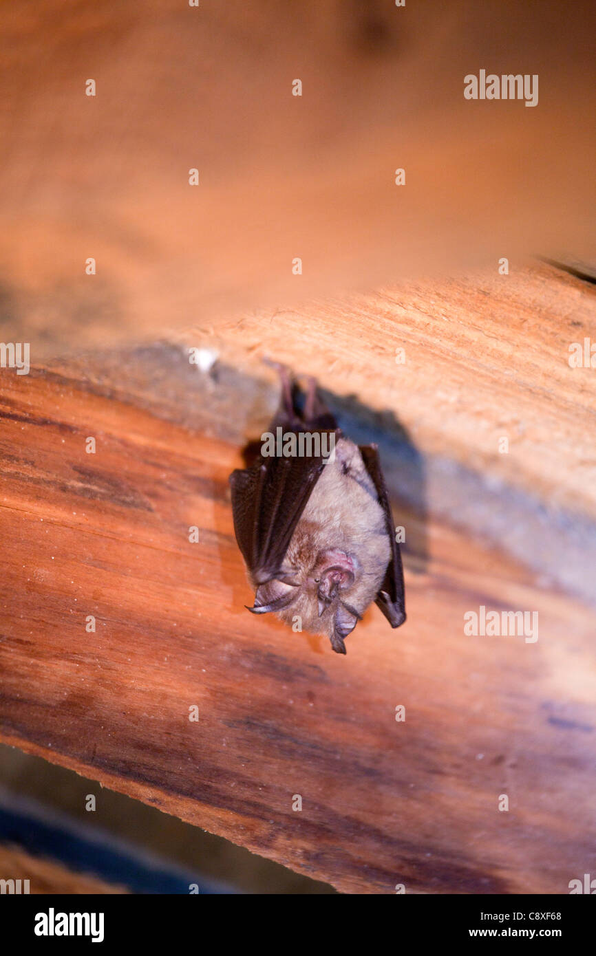 Lesser Horseshoe Bat; Rhinolophus hipposideros; UK Stock Photo - Alamy