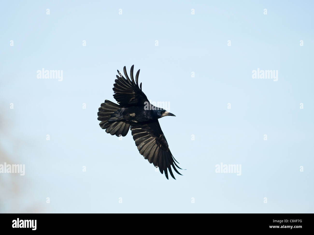 Rookery Crow Stock Photos & Rookery Crow Stock Images - Alamy