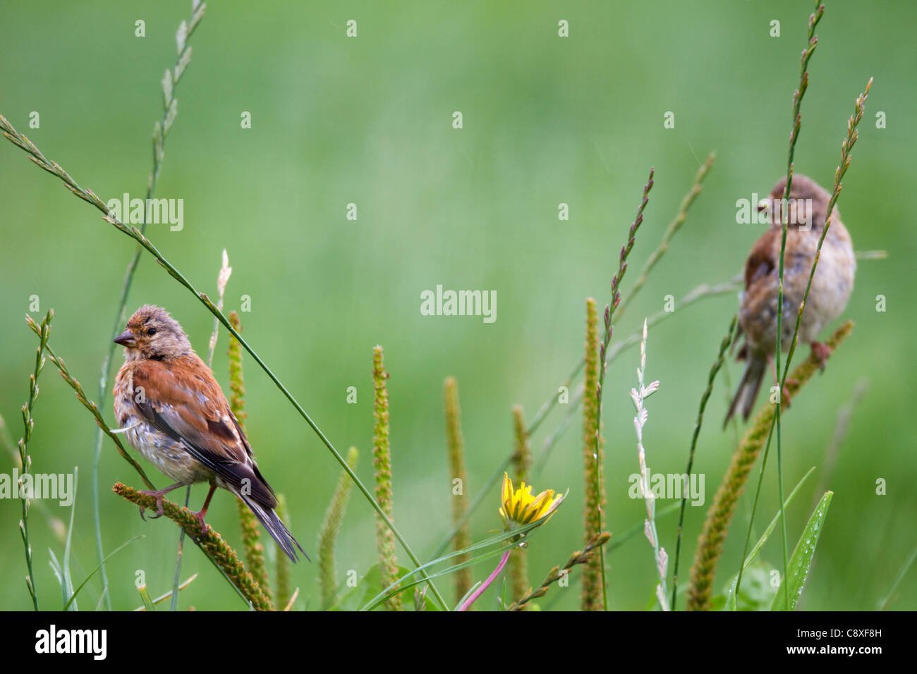 Linnet pair hi-res stock photography and images - Alamy