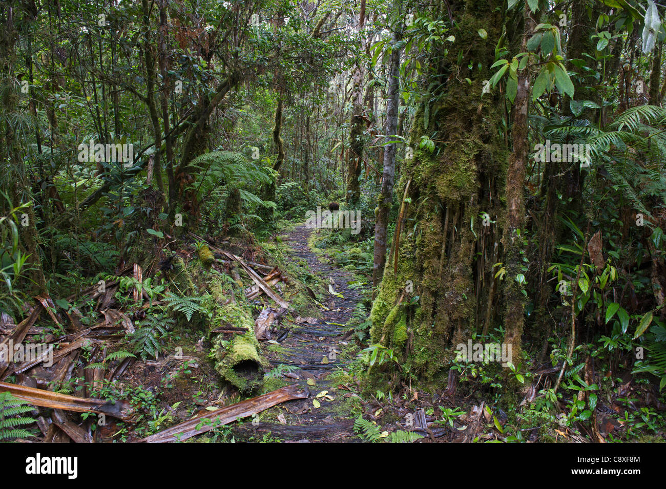 Montane Rainforest around Mt Hagen in Western Highlands of Papua New ...