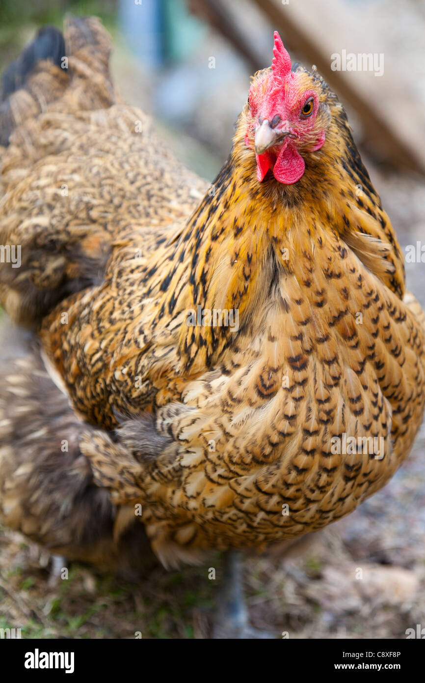 Gold Laced Cochin Rooster