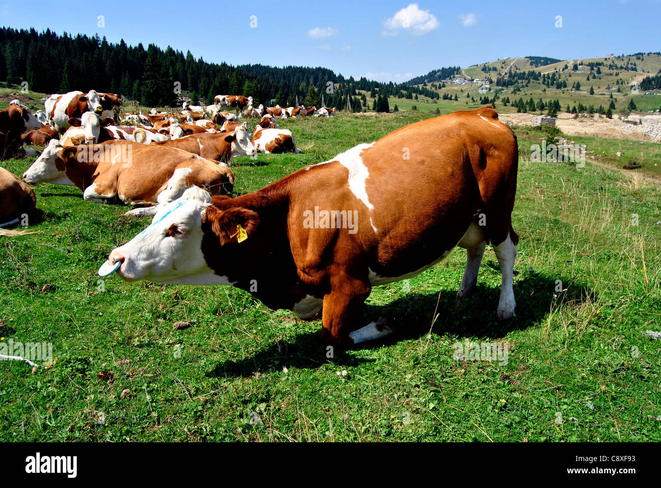 Brown and white cow italy hi-res stock photography and images - Alamy
