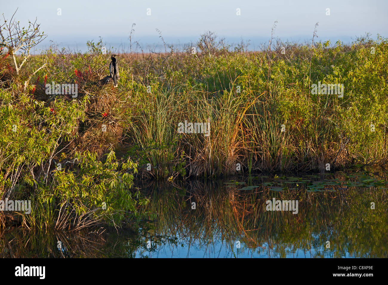 Anhinga in Everglades landscape on Anhinga Trail Florida Everglades ...
