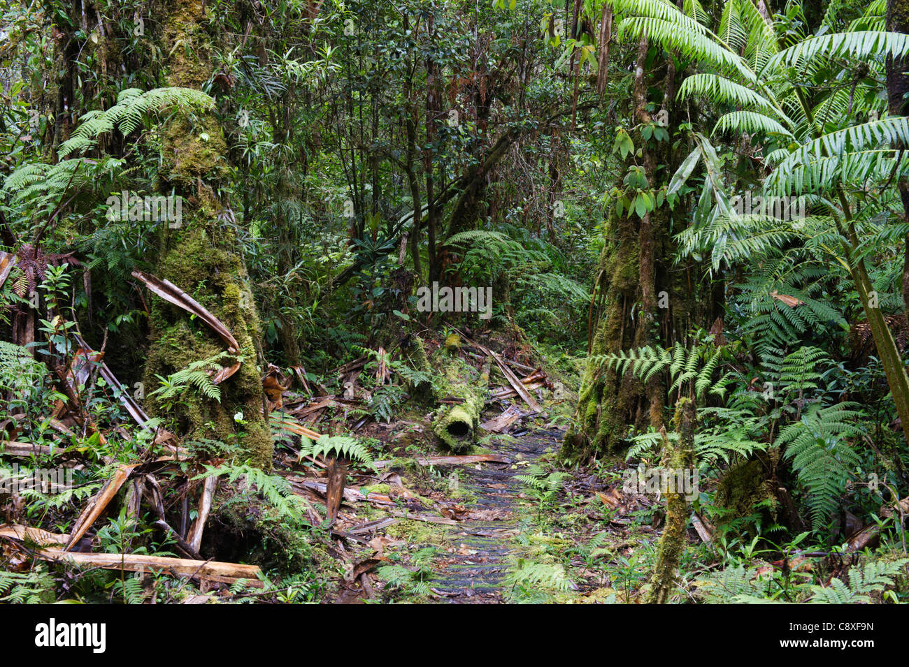 Papua New Guinea Forest Papua New Guinea Creates First Nature Reserve