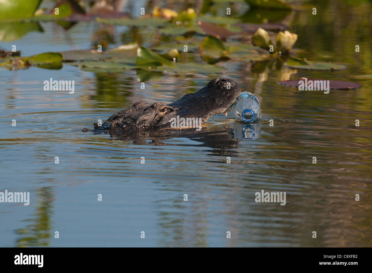 Plastic alligator hi-res stock photography and images - Alamy