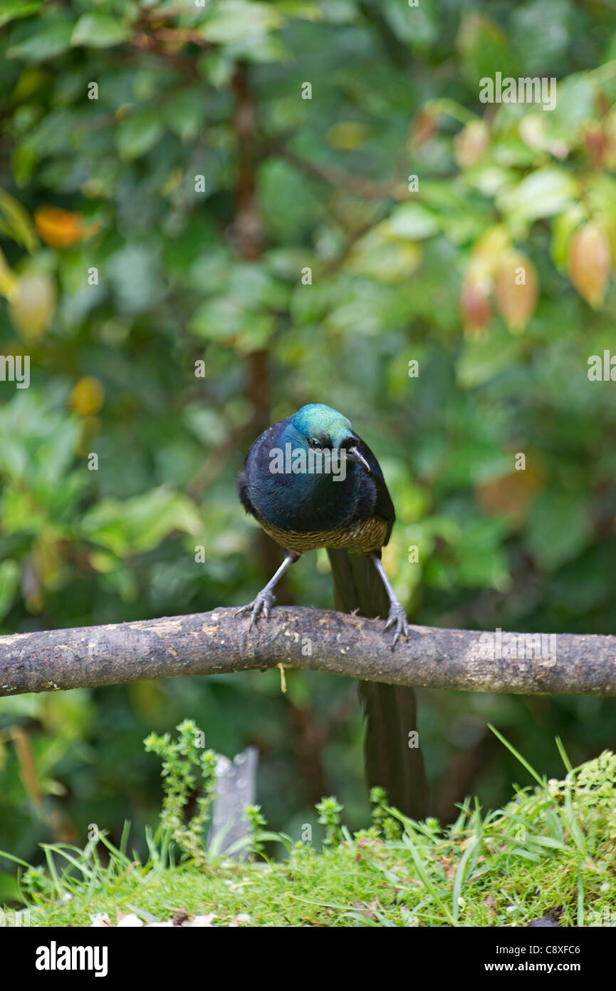 Ribbon tailed astrapia hi-res stock photography and images - Alamy