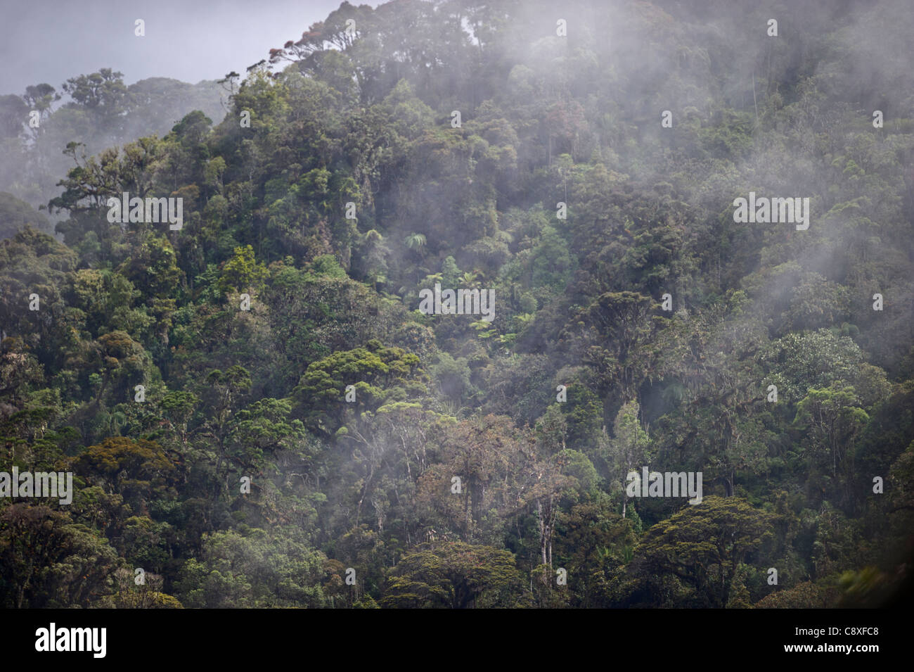Montane Forest NCC: Land Lines A Walk In The Woods: Montane Forest