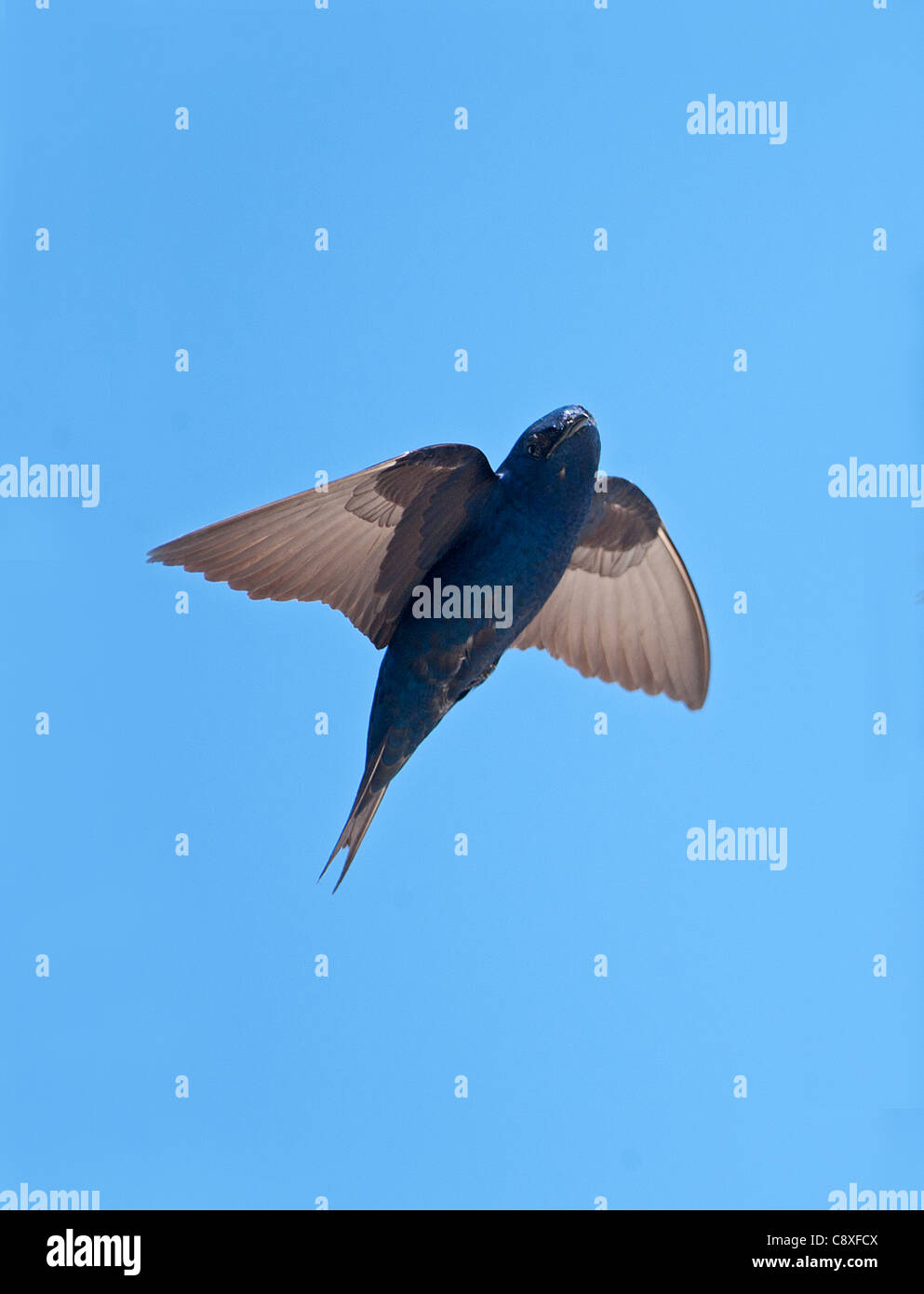 Purple martin bird florida hi-res stock photography and images - Alamy