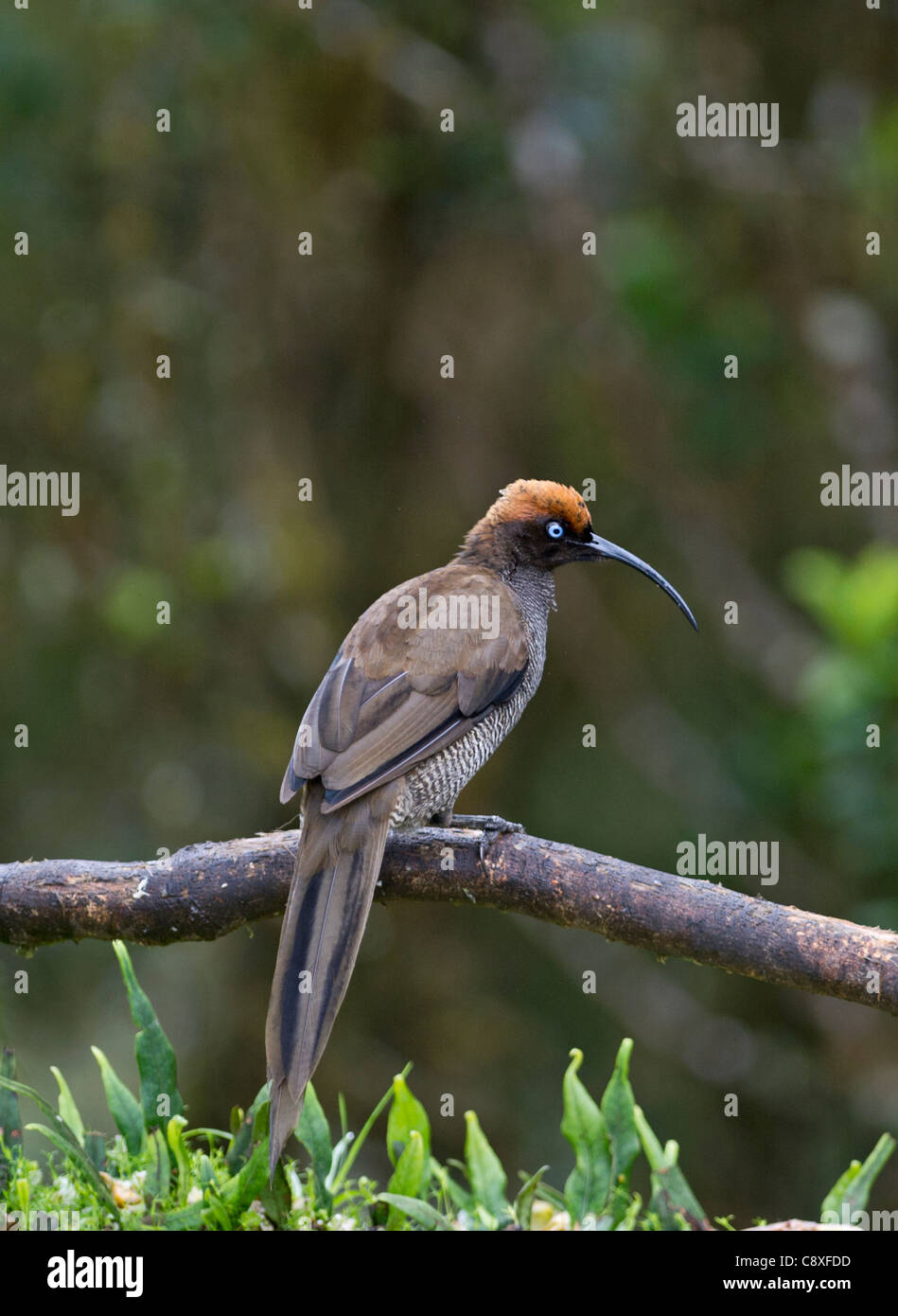 Brown Sicklebill Epimachus meyeri female Kumul Lodge Western Highlands ...