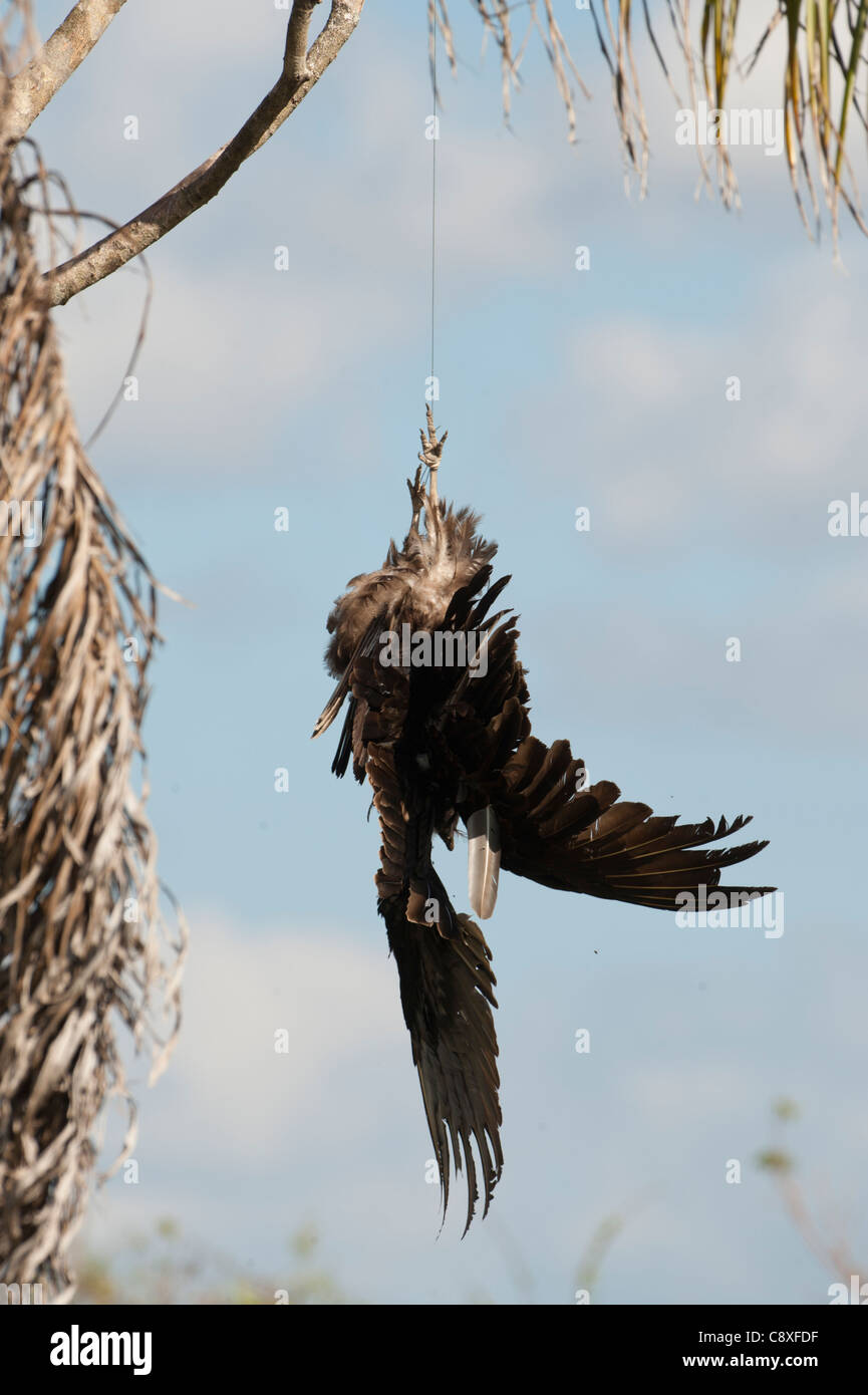 Dead Turkey Vulture hung in Anhinga Trail car park in Florida ...