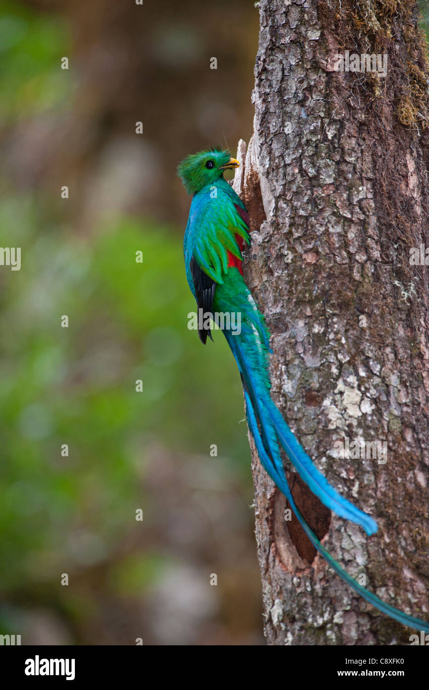 Resplendent Quetzal Pharomachrus mocinno male bringing food to nest ...
