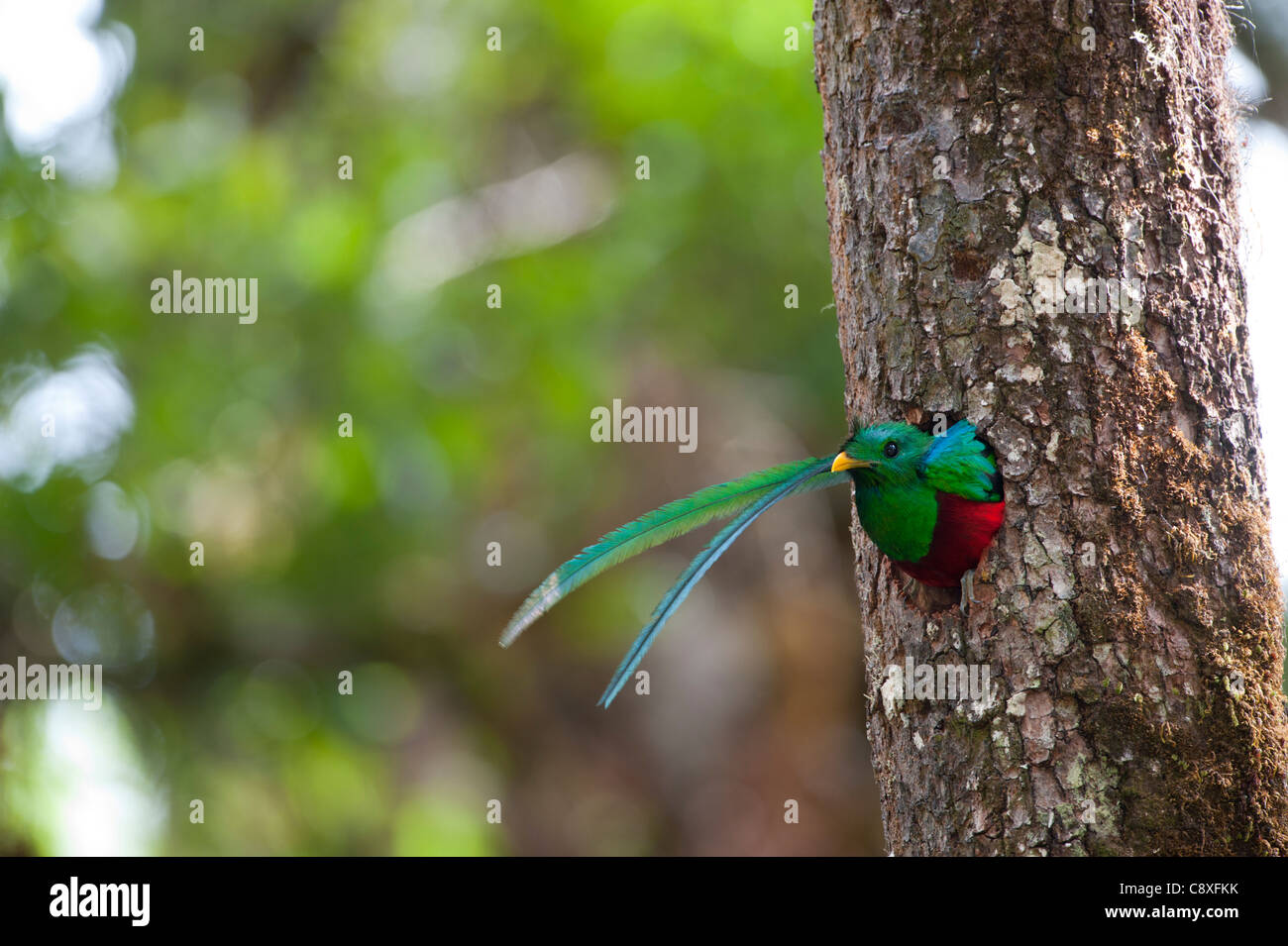 Resplendent quetzal male costa rica central america quetzal quetzel hi ...