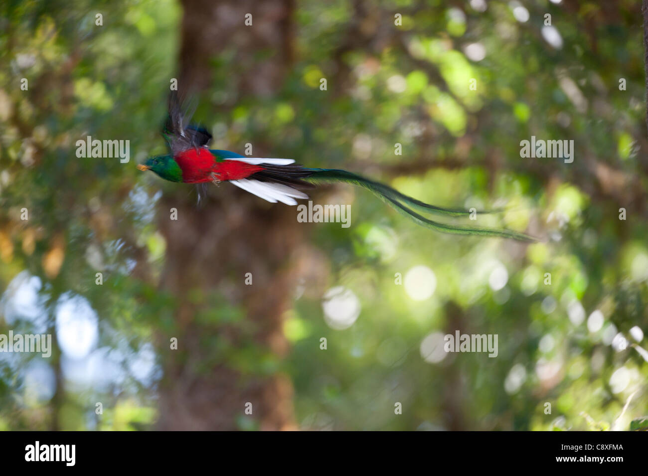 Quetzal In Flight