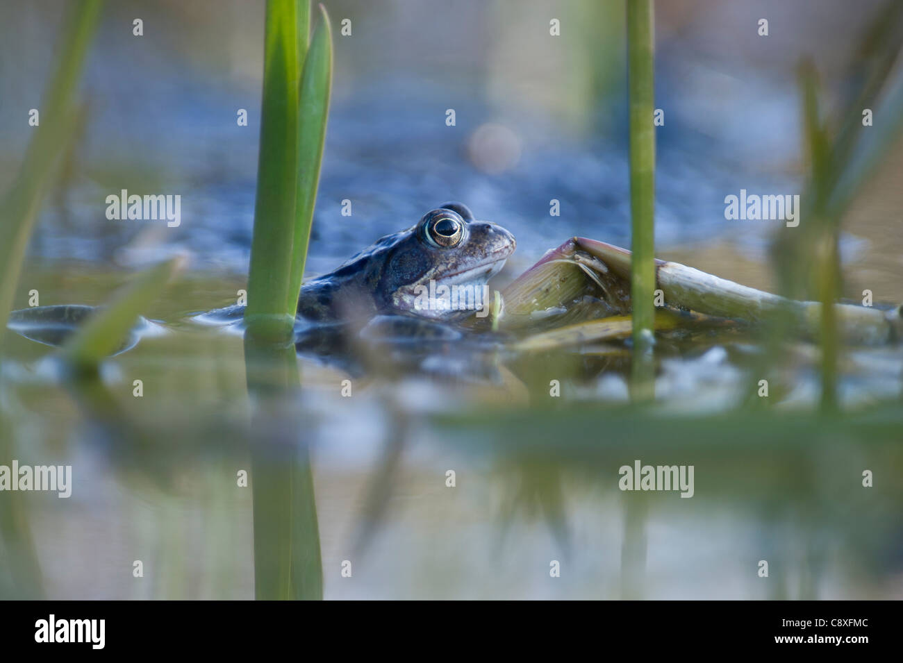 Common frog garden pond hi-res stock photography and images - Alamy