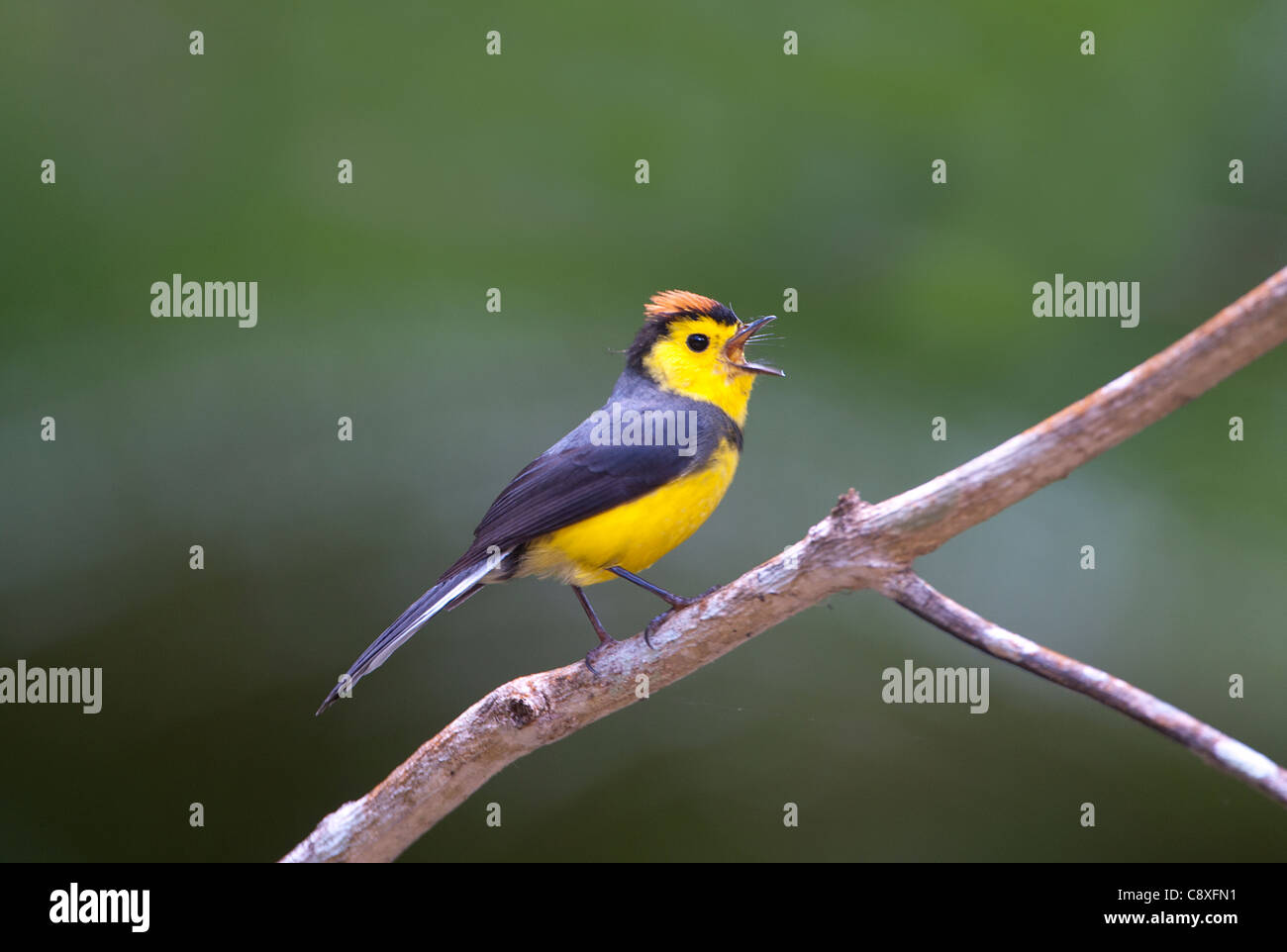 Collared Redstart Myiborus torquatus Savegre Costa Rica Stock Photo - Alamy