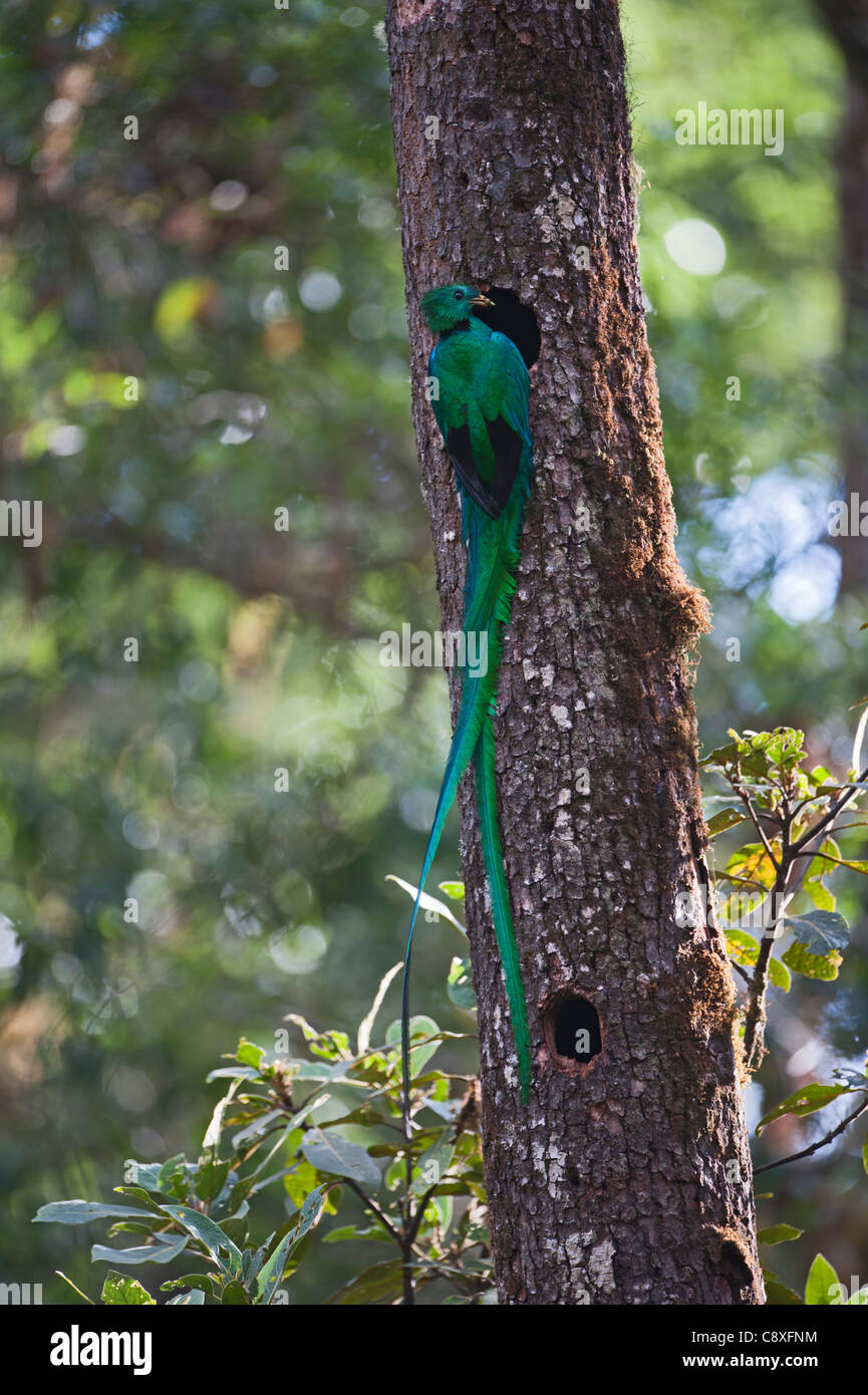 Resplendent Quetzal Pharomachrus mocinno male bringing food to nest ...