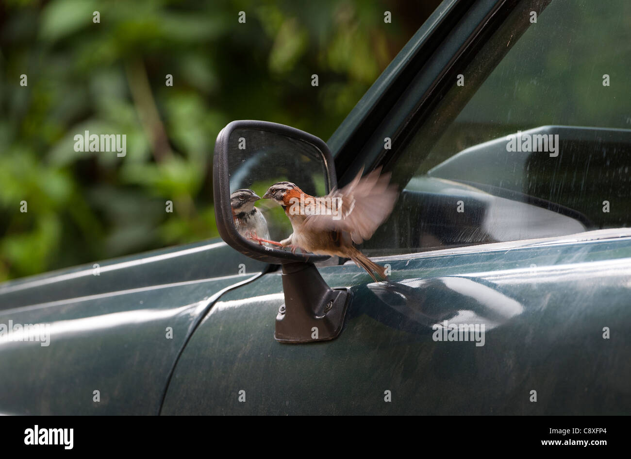 Reflection car mirror bird hi-res stock photography and images - Alamy