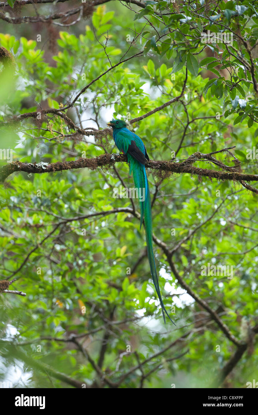 Quetzal resplendent hi-res stock photography and images - Alamy
