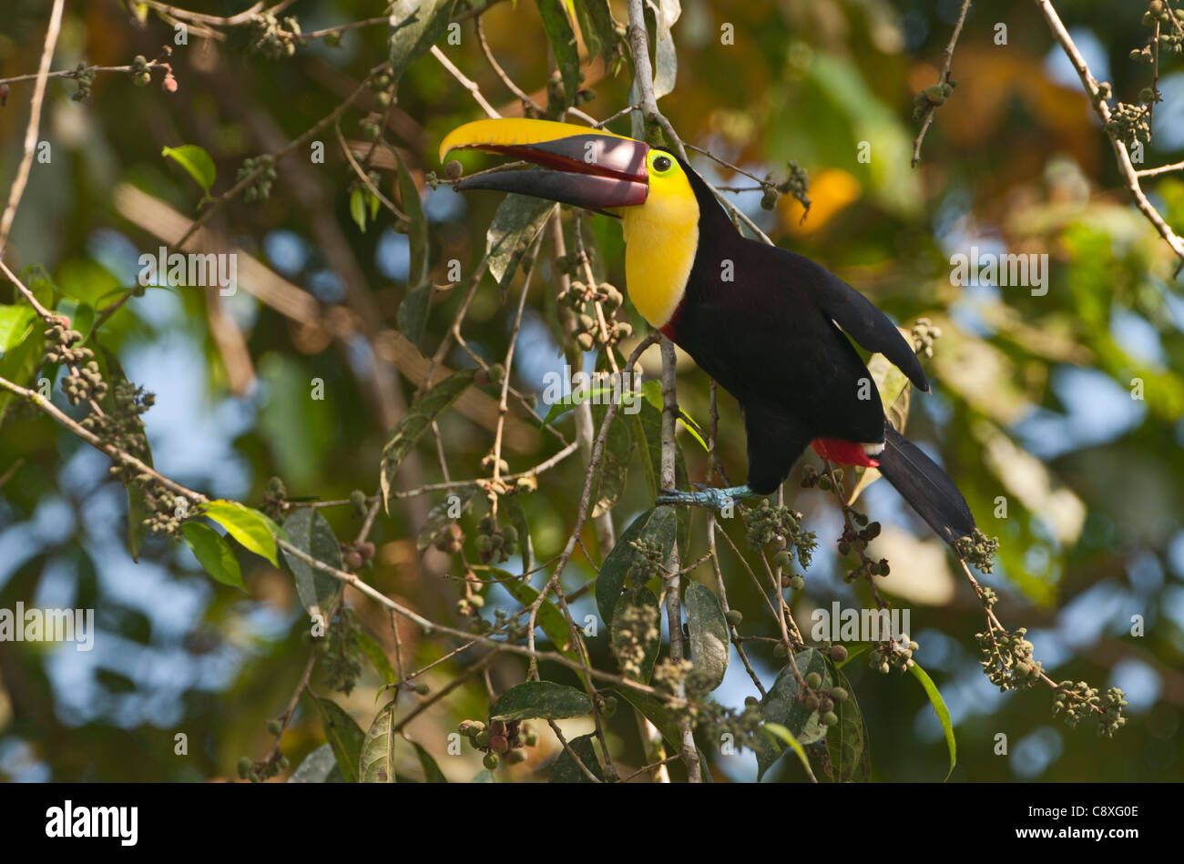 Chestnut-mandibled Toucan Ramphastos swainsonii La Selva Costa Rica ...