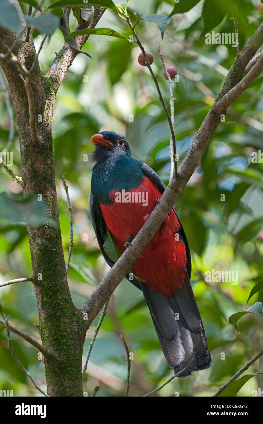 Slaty-tailed Trogon Trogon massena La Selva Costa Rica Stock Photo - Alamy