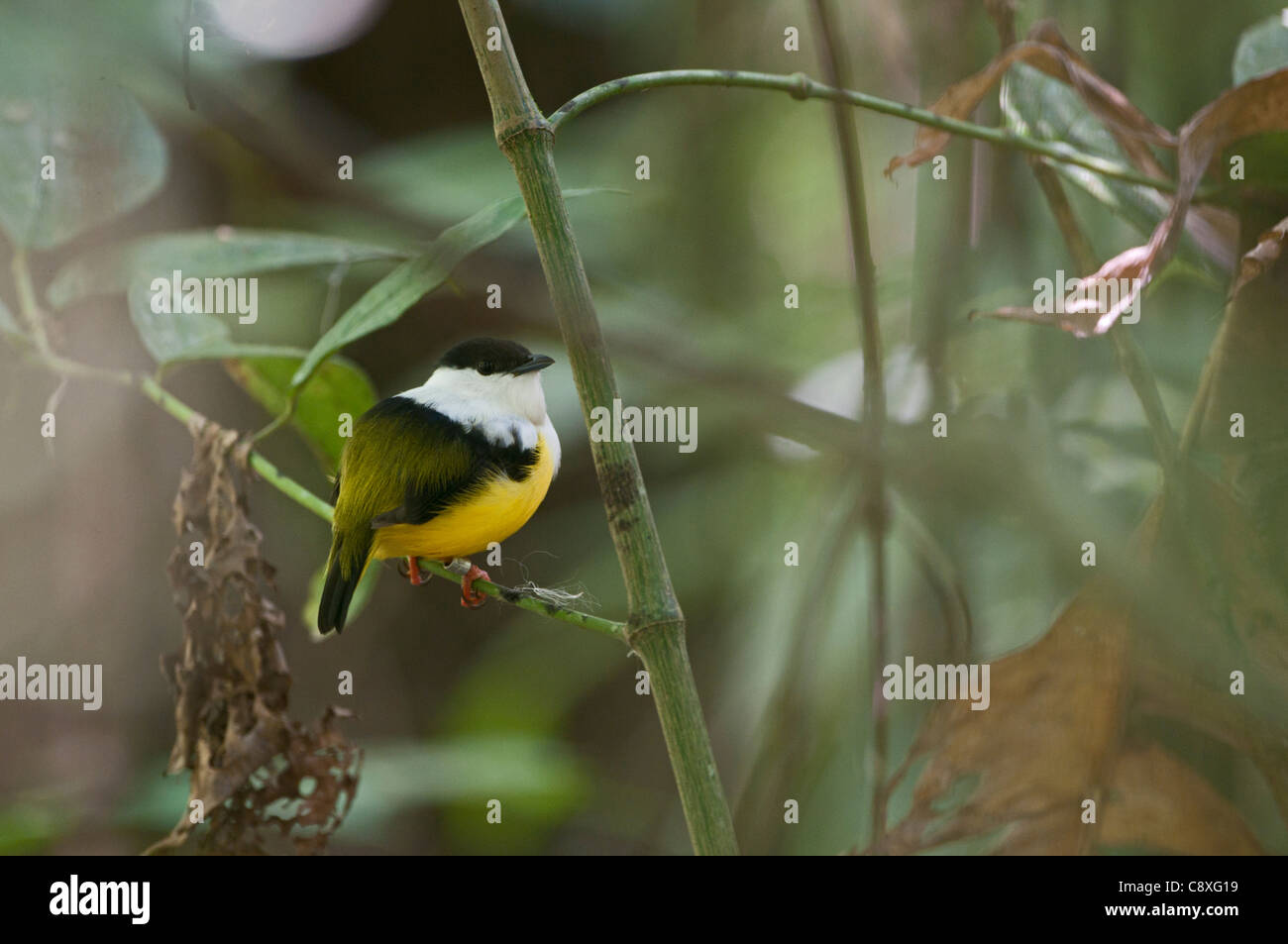 White collared manakin lek lekking display displaying hi-res stock ...