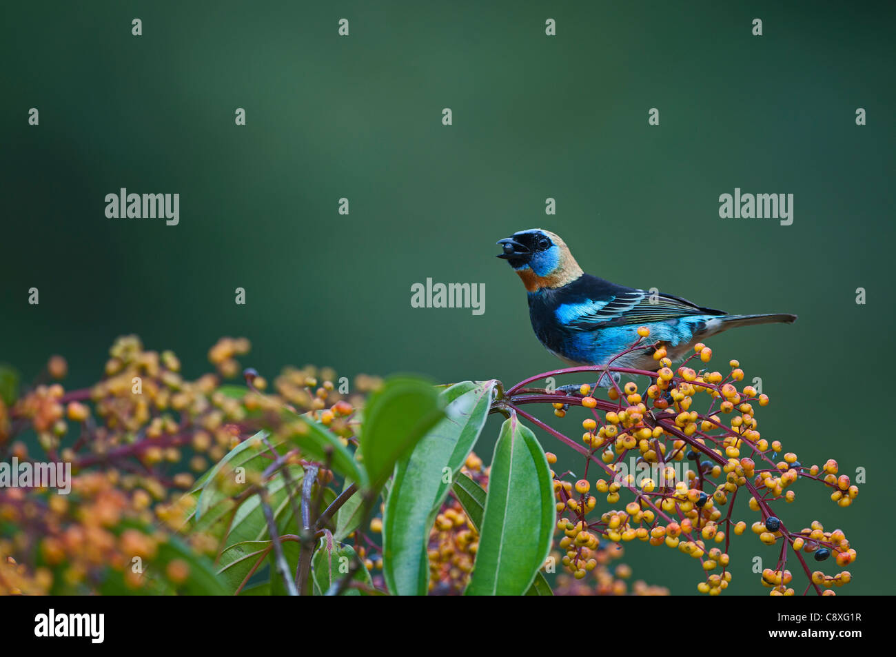 Golden-hooded Tanager Tangara larvata male La Selva Costa Rica Stock ...