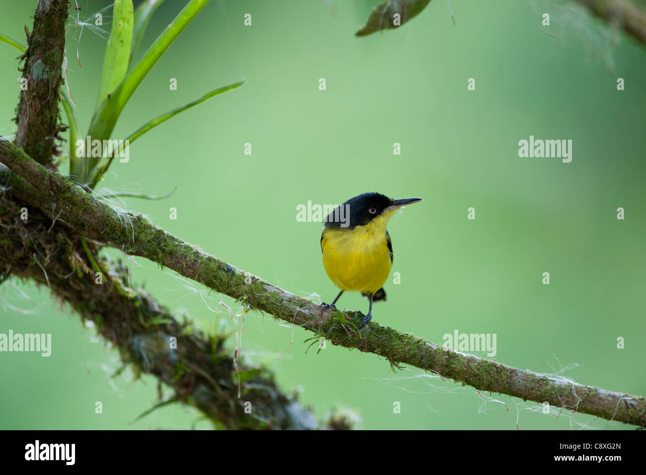 Common Tody Flycatcher Todirostrum cinereum La Selva Costa Rica Stock ...